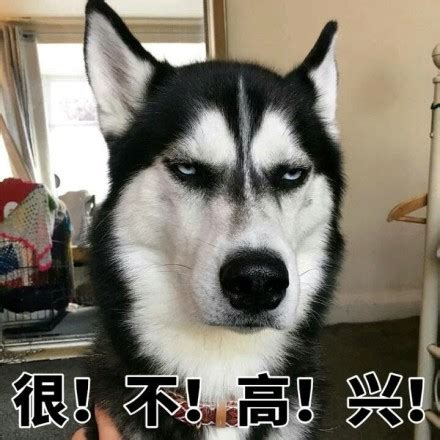 哈士奇二哈搞笑图片表情包下载 2017动物qq表情 我最 gif表情 动态图库网
