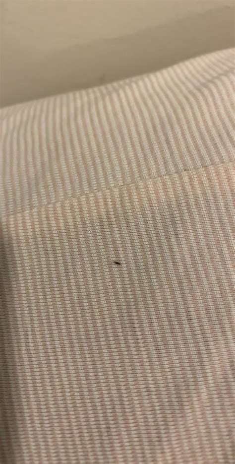 Is This A Bed Bug Or Springtail Ma 116 Inch In My Basement Bedroom I