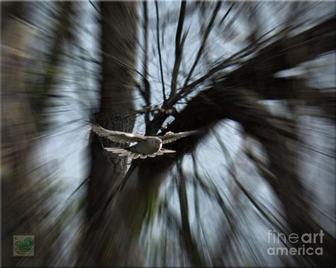 B12 Bird Flying Tall 0569 Photograph By Sassy Jo Creations Inc Fine