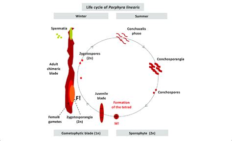 Diagram Of The Life History In The Field Of Porphyra Linearis M