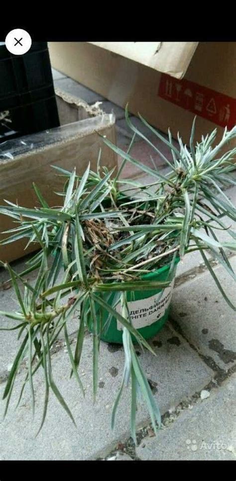 Гвоздика бордюрная розовая сизая | Festima.Ru - Мониторинг объявлений