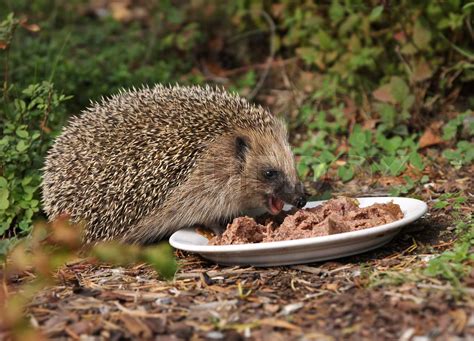What Does A Hedgehog Like To Eat At Annie Geil Blog