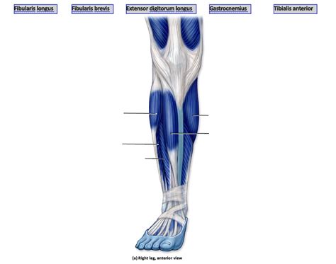 Solved Fibularis Longus Fibularis Brevis Extensor Digitorum Longus Gastrocnemius Tibialis