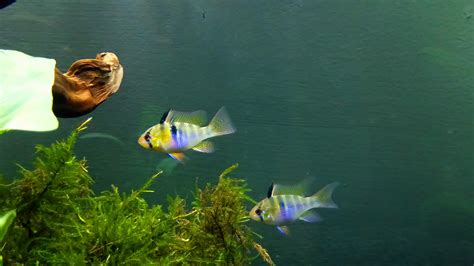 Anyone Help Sex My Rams R Aquarium