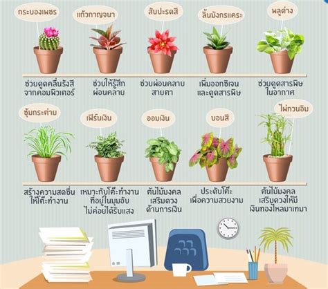 โต๊ะทำงานกับต้นไม้มงคลต่างๆ พืชในร่ม สวนขนาดเล็ก สวนธรรมชาติ