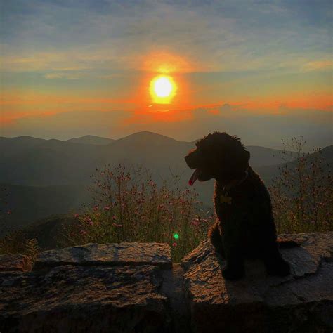 Atlas Puppies — Kona Cockapoo