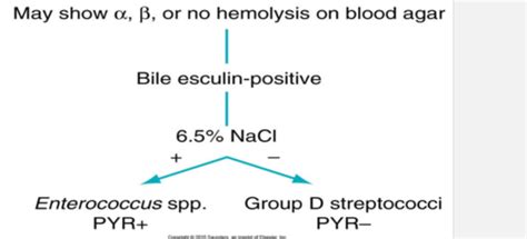 Micro Week 3 Streptococcus Enterococcus Flashcards Quizlet