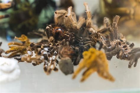 Molting Allows The Spider To Grow And Replace Its Exoskeleton A Spider