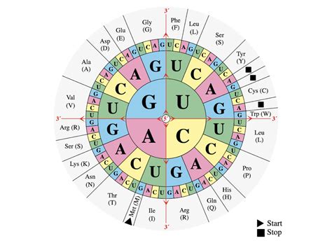 Your Genetic Code Has Lots Of ‘words For The Same Thing Information Theory May Help Explain