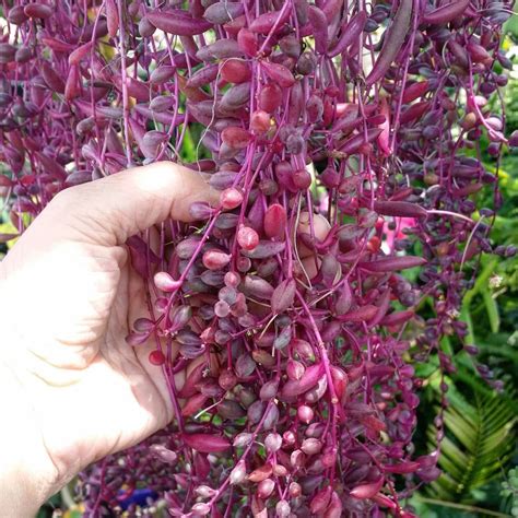 Out Of This World Purple String Of Pearls Plant Make A Hanger
