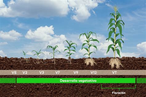 Cultivo De Maíz Guía Completa Y Definitiva Blog Cambiagro