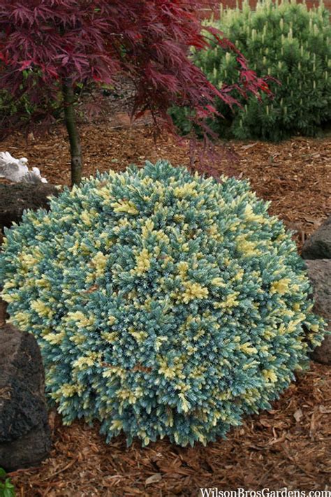 Buy Floriant Flaky Juniper Free Shipping Wilson Bros Gardens 2