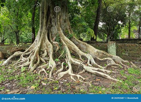 A Ancient Tree Root In A Canyon On Kasha Katuwe Tent Rocks National Monument Royalty Free Stock