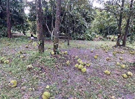 ชาวสวนน้ำตาตก พายุฤดูร้อน ถล่มสวนทุเรียนจันทบุรี ร่วงเสียหายกว่า 600 ตัน