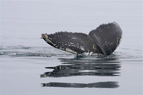Deep Sea Mining Declaration The Institute Joins The Call For A