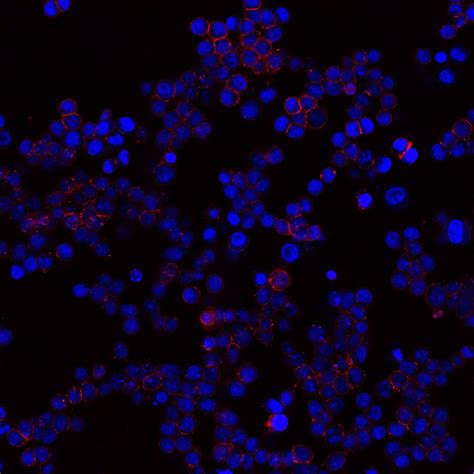 Cd357 Gitr Antibody Anti Human Reafinity™ Miltenyi Biotec Usa