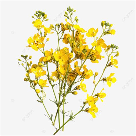 밝은 노란색 유채 꽃 노란 유채 아름다운 유채 공장 Png 일러스트 및 이미지 에 대한 무료 다운로드 Pngtree