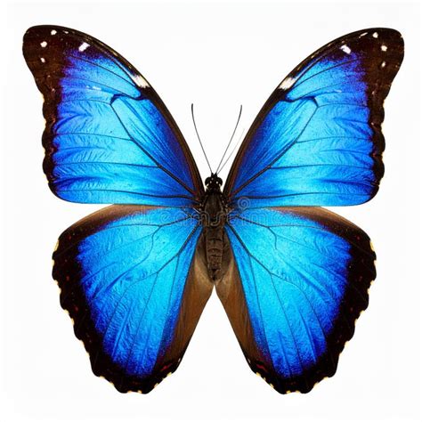 Azure Morpho Stock Illustrations 193 Azure Morpho Stock Illustrations