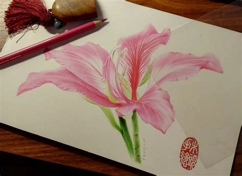 紫荆花怎么画 满天星怎么画 紫荆花怎么画简笔 第2页 大山谷图库