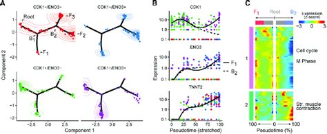 Single Cell Trajectory Analysis With Monocle 2 Identifies Three Download Scientific Diagram