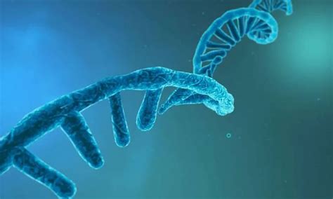 Data Demonstrates Superiority Of Circular Rna Vs Linear Mrna Drug