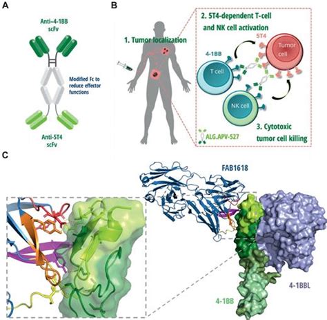 The Bispecific Tumor Antigen Conditional 41bb X 5t4 Agonist Algapv 527 Mediates Strong T