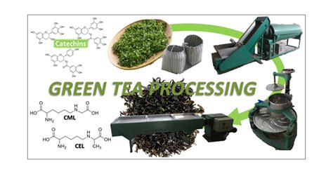 Effects Of Catechins On Nε Carboxymethyllysine And Nε Carboxyethyl