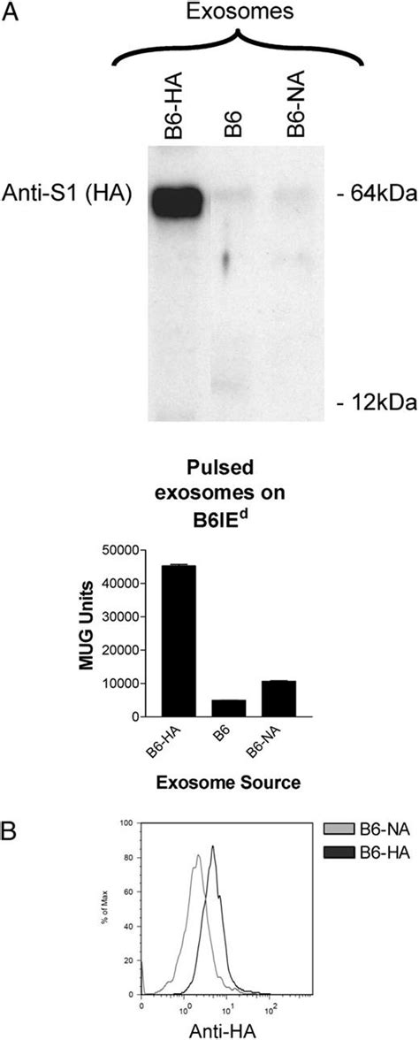 Exosome Driven Antigen Transfer For Mhc Class Ii Presentation