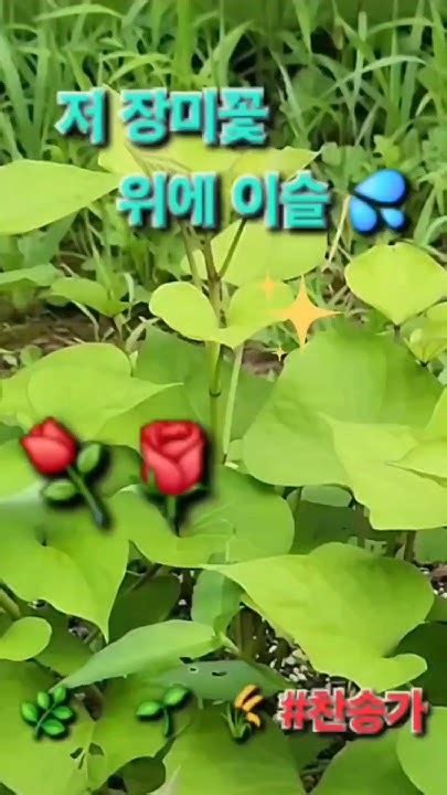 찬송가 저 장미꽃 위에 이슬🎵 Youtube