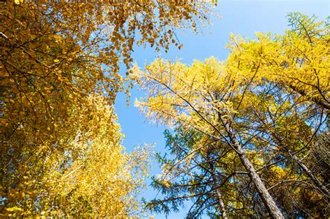 가 푸른 맑은 하늘의 배경에 아름다운 노란색 자작 나무 잎과 낙엽송 나무의 가지 자연 배경 텍스트를 삽입할 배치합니다 0명에 대한 스톡 사진 및 기타 이미지 Istock