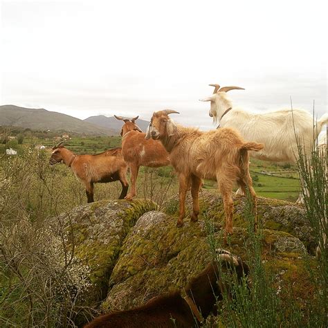 Signs Of Selenium Deficiency In Goats And How To Treat It Portugal Pack Goats