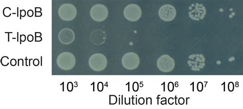 A Crispr Cas9 Puzzle Revealed By Machine Learning Research