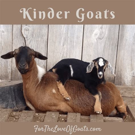 Kinder Goats