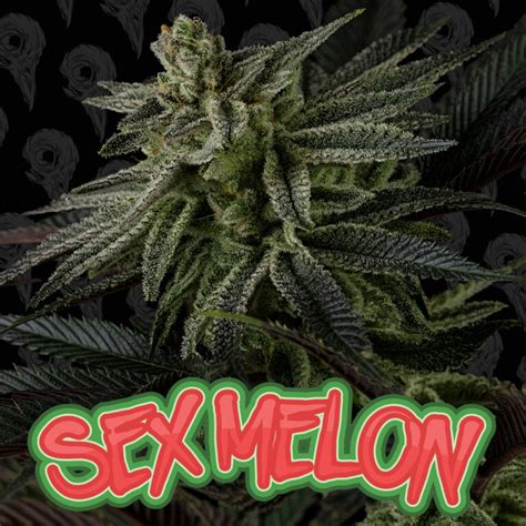 Seeds Dirty Bird Genetics