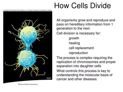 PPT How Cells Divide PowerPoint Presentation Free Download ID