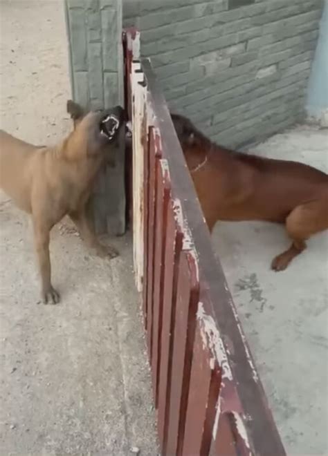 Felice Leone Posted On Linkedin