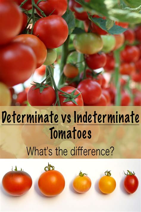 Determinate Vs Indeterminate Tomatoes Golden Thyme Homestead