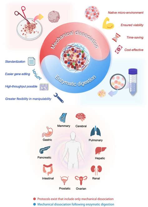 Unraveling The Impact Of Solid Tumor Dissociation Methods