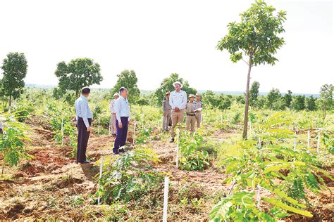 ပြည်ထောင်စုဝန်ကြီး ဦးခင်မောင်ရီ မကွေးတိုင်းဒေသကြီး မကွေးမြို့နယ်အတွင်းရှိ သစ်တောစိုက်ခင်းများန