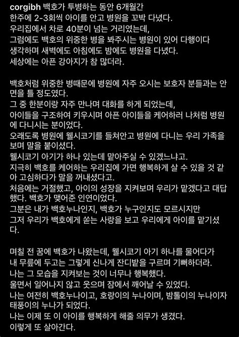 이슈 유머 의견이 분분한 웰시코기 이웃집 백호 상황
