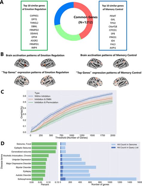 Common Neural And Transcriptional Correlates Of Inhibitory Control Underlie Emotion Regulation