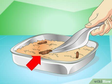 How To Stop Kittens From Crying Steps With Pictures