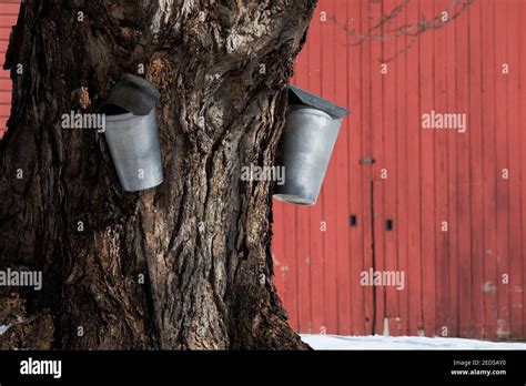 Traditional Metal Buckets Used For Tapping Sap To Make Maple Syrup From An Old Maple Tree By Red
