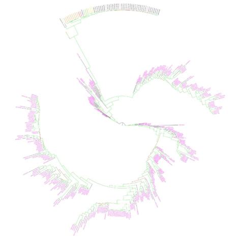 Maximum Likelihood Phylogenetic Tree Obtained With Iq Tree Based On Download Scientific