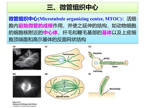 2023年高中生物竞赛课件：细胞骨架之微管和中间丝的结构与功能 共59张ppt 21世纪教育网
