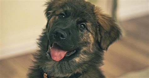 Finally Got A Dog Lucy Is Half Golden Retriever And Half American