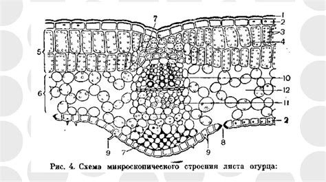 Строение листа растения схема
