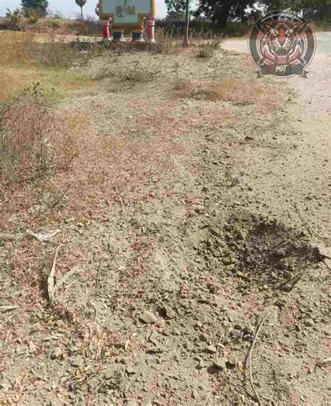 နွားထိုးကြီးမြို့နယ်၊ နနွင်းတော်ဘိုးလမ်းခွဲတွင် စစ်ကောင်စီ တပ်သားများ