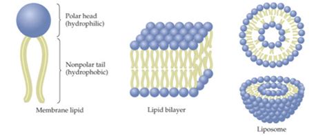 CH Lipids Cell Membrane Structure Properties Flashcards Quizlet