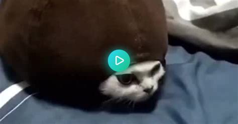 Turtle Power Album On Imgur